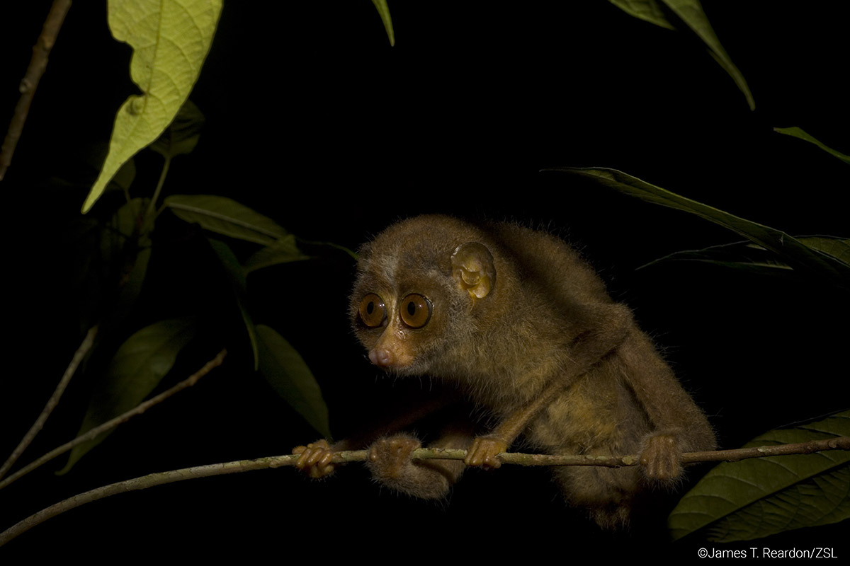 Red Slender Loris | Loris tardigradus