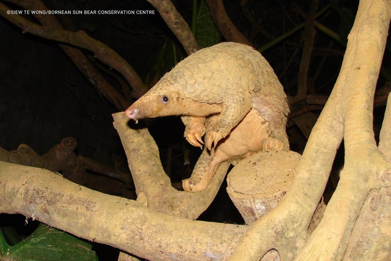 Species - EDGE of Existence