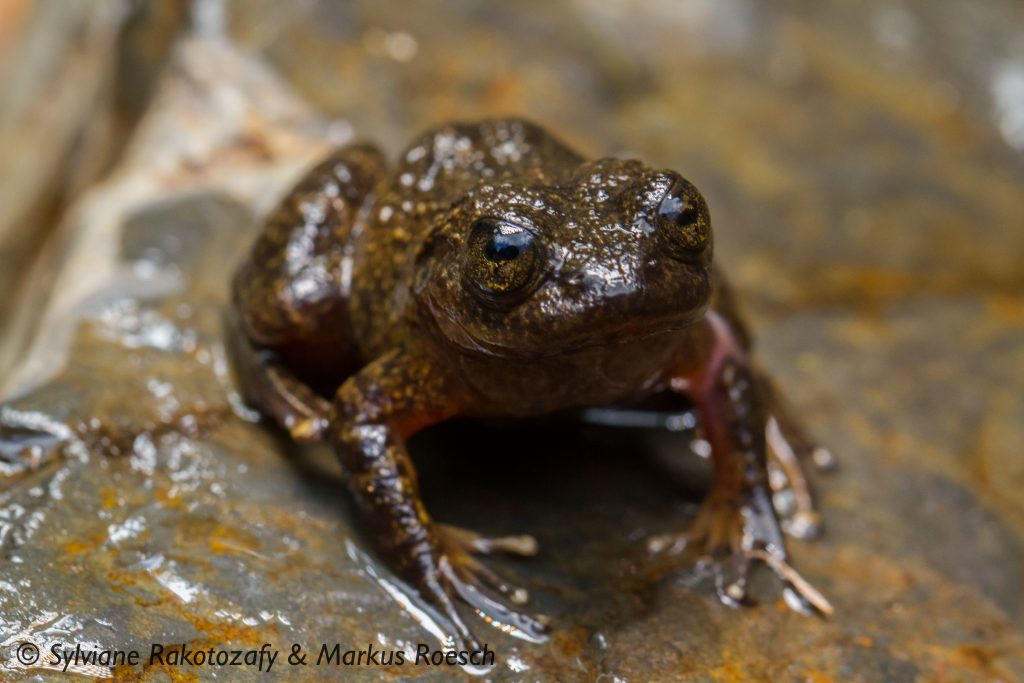 Madagascar Frog | Mantidactylus pauliani