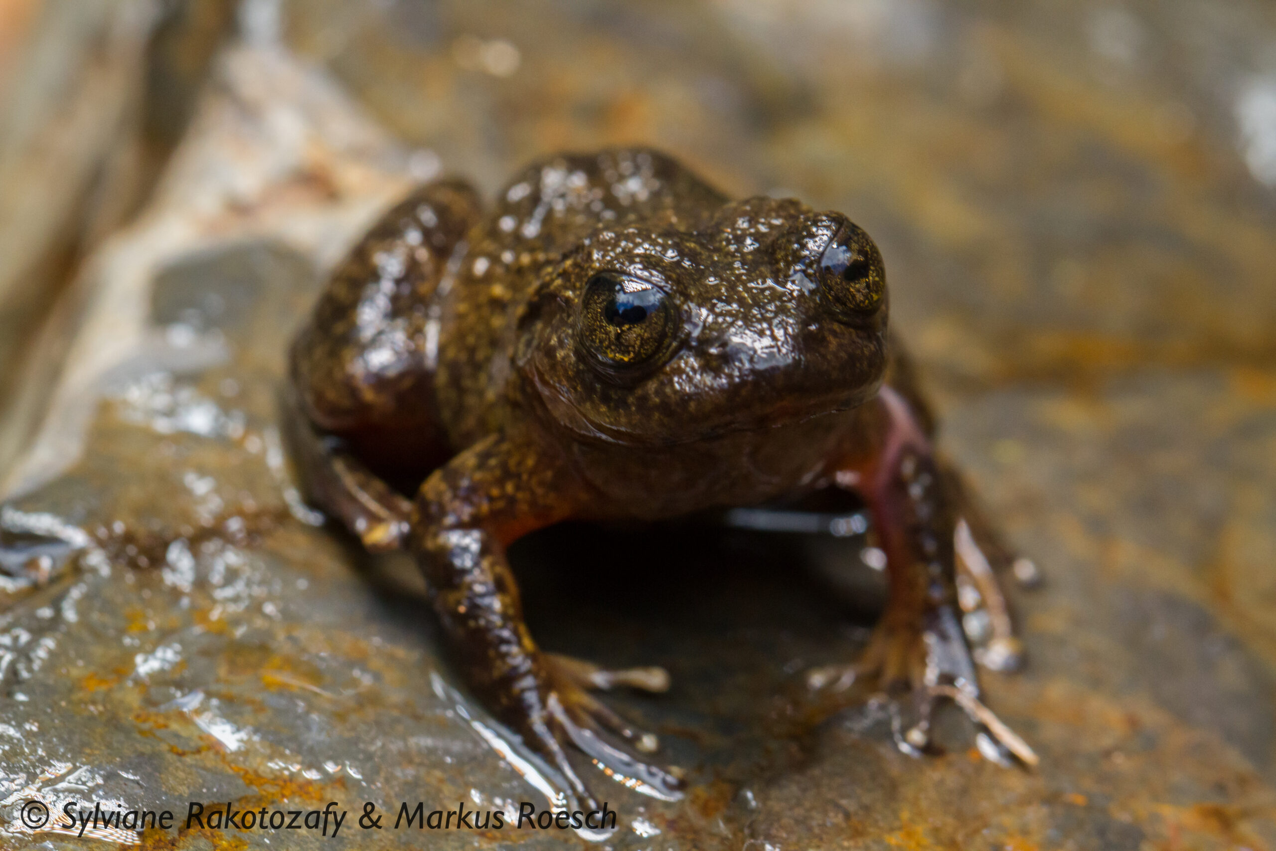 Madagascar Frog | Mantidactylus pauliani