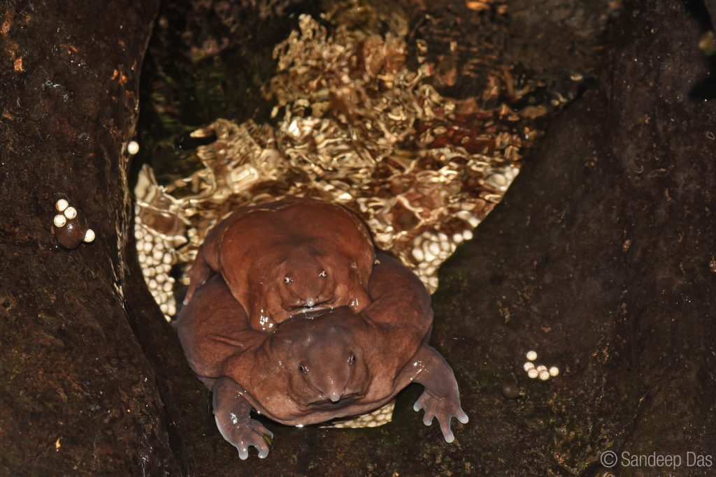 The bulbous and bizarre living fossil - EDGE of Existence