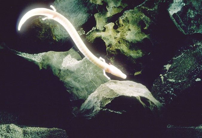 Olm | Proteus anguinus