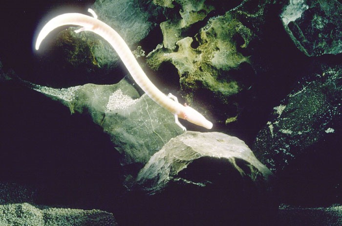 Olm | Proteus anguinus