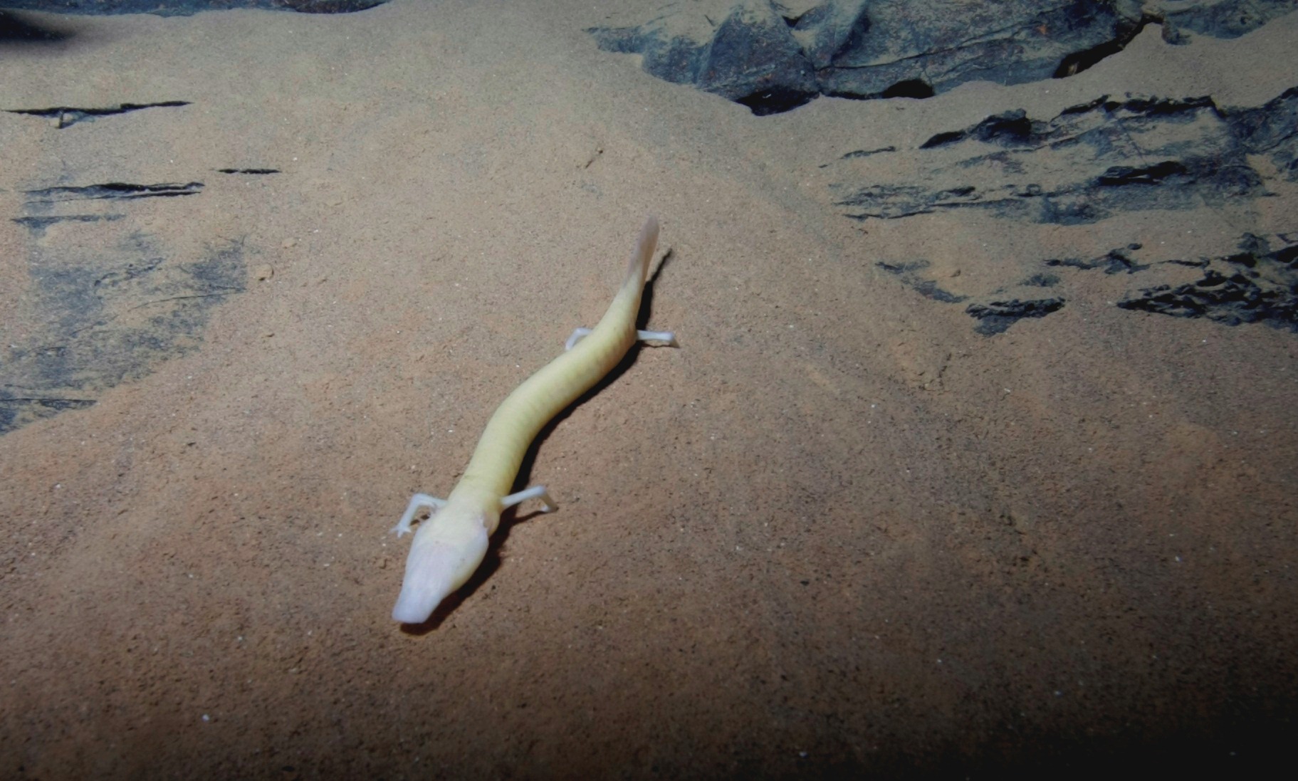 Olm Proteus Anguinus Olm Proteus Anguinus
