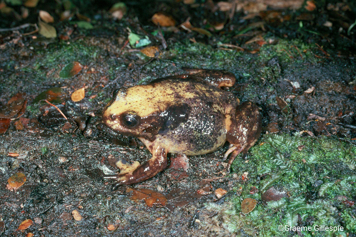 Baw Baw Frog | Philoria frosti