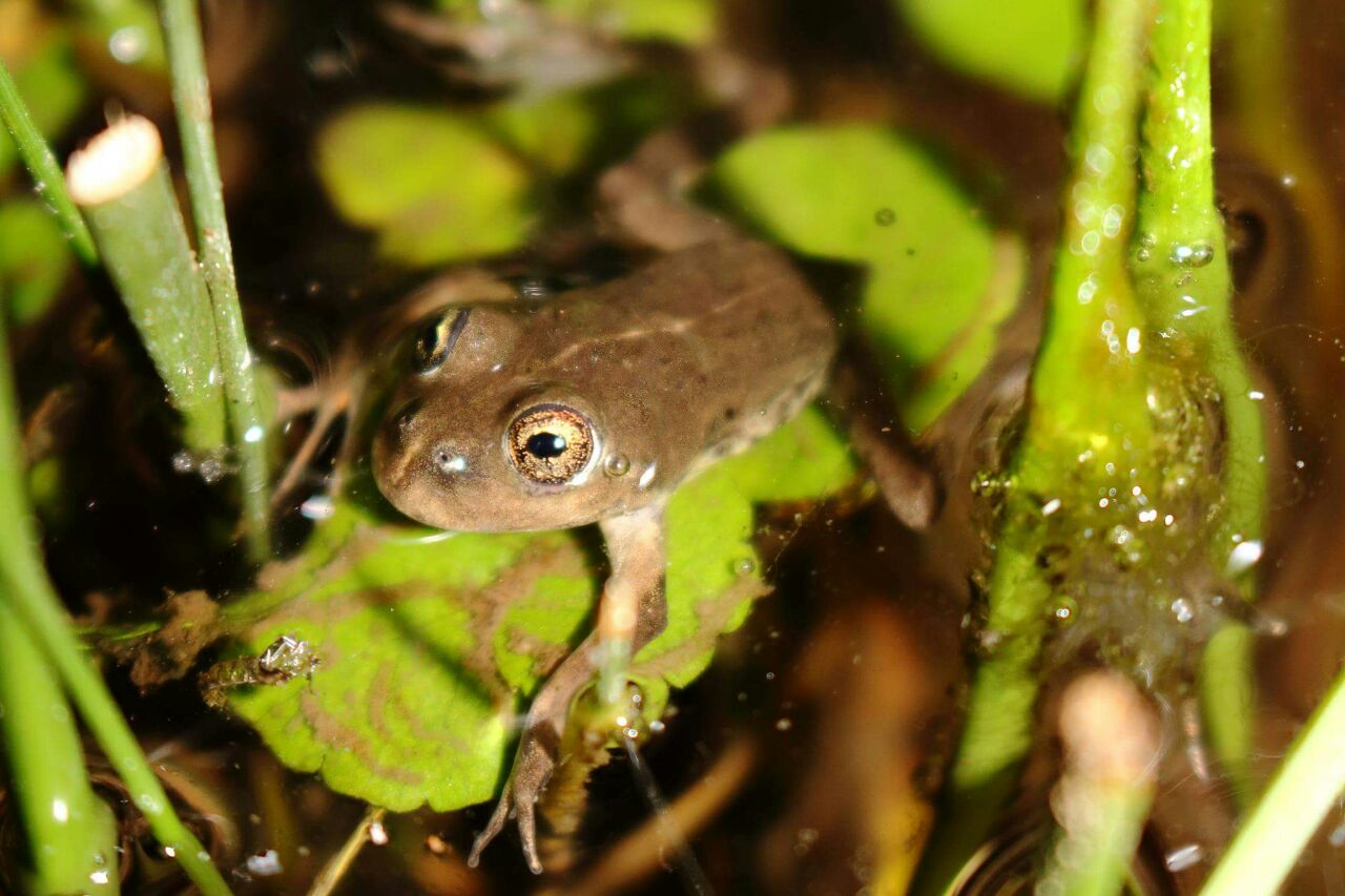 El Rincon Stream Frog | Pleurodema somuncurense