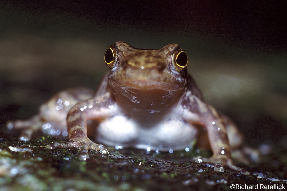 Species - EDGE of Existence