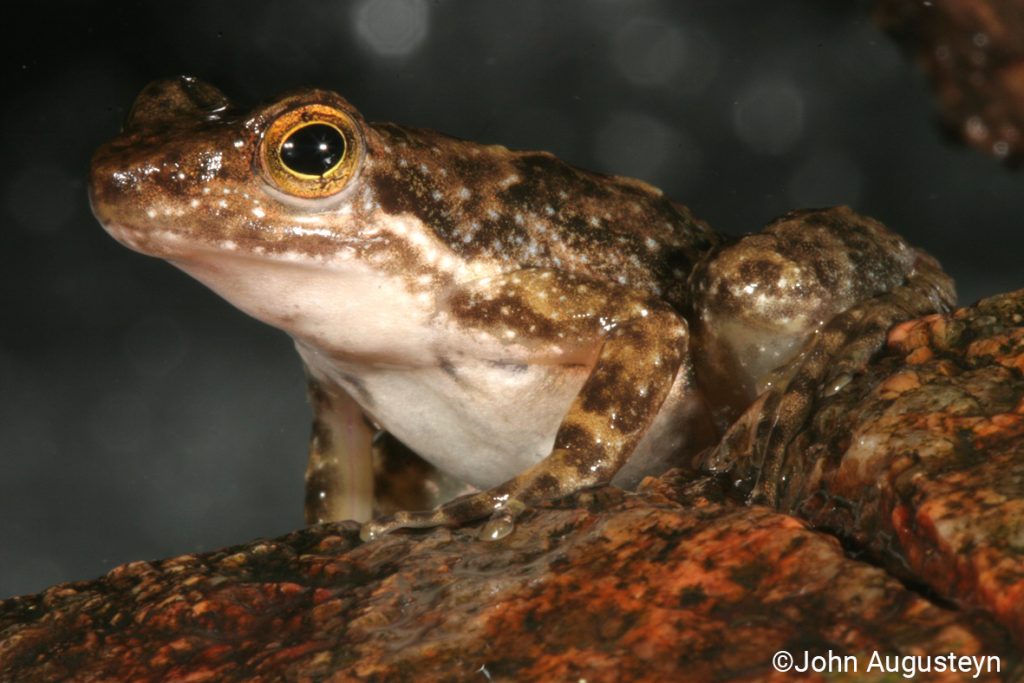 Species - EDGE of Existence