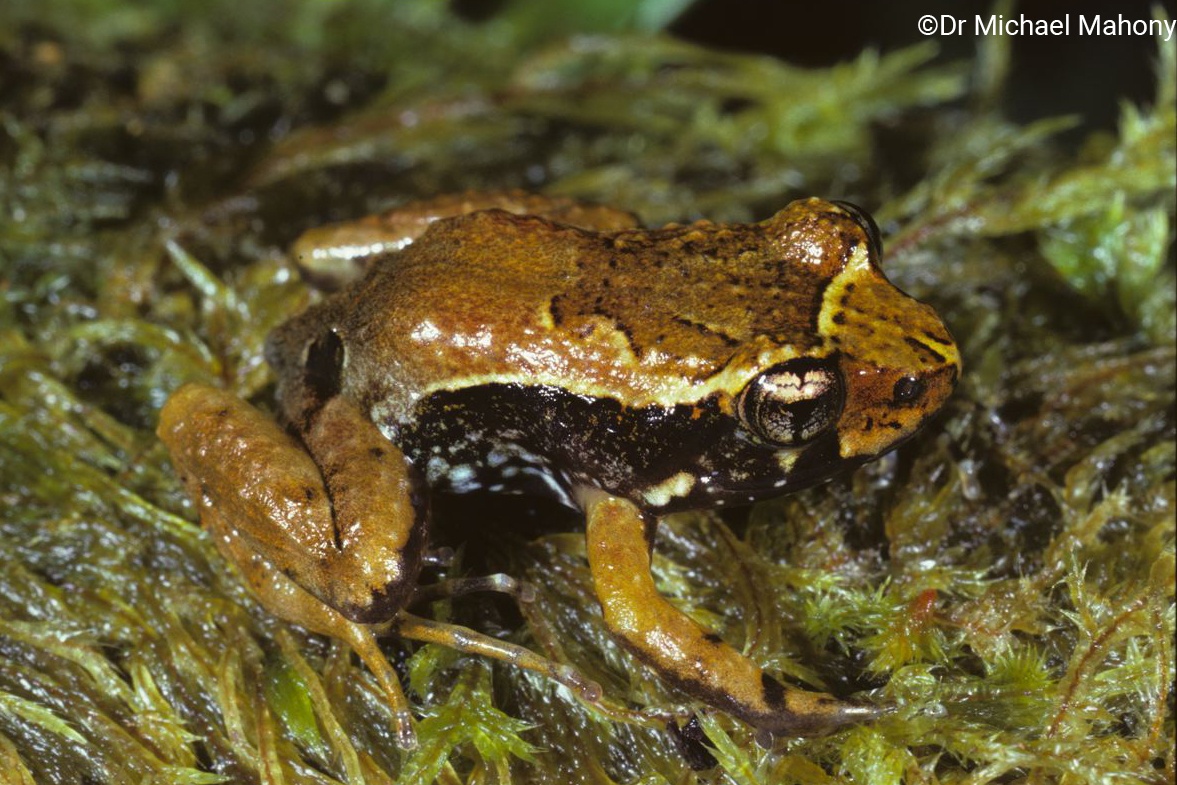Northern Tinker Frog Rare' Turquoise Frog Spotted In Fredericton | CBC
