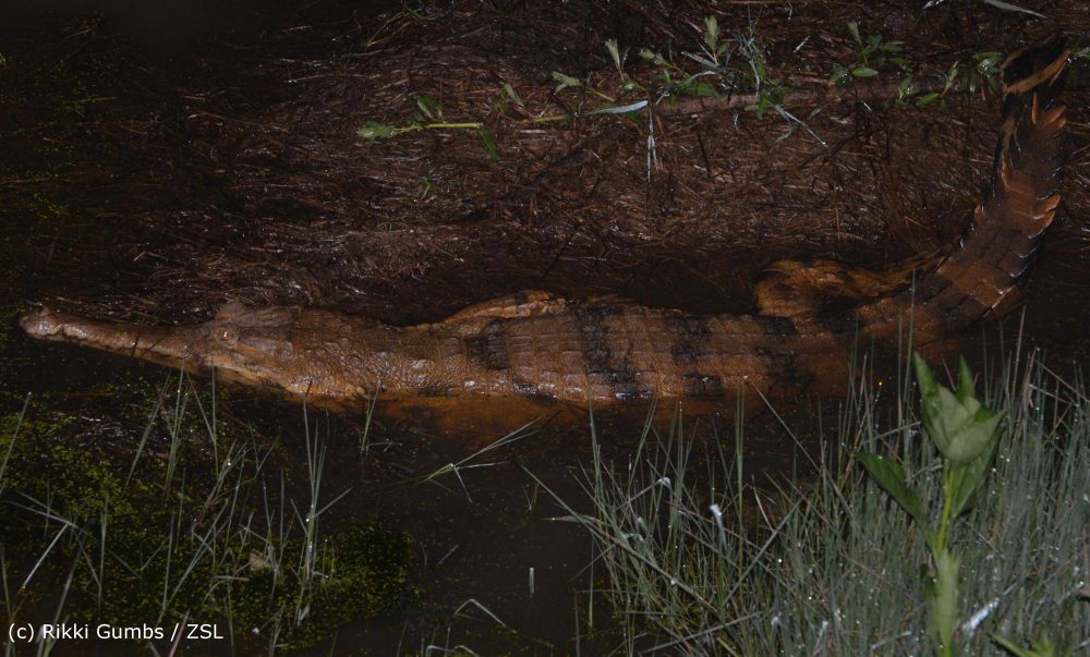 Crying crocodile tears: the disappearing diversity of crocodilians and ...