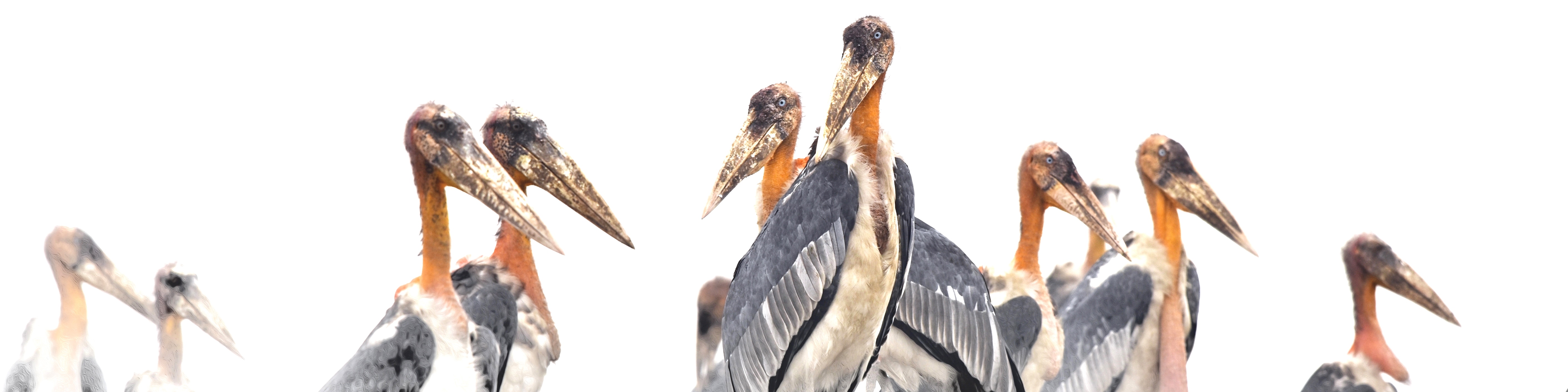 EDGE Birds - EDGE of Existence