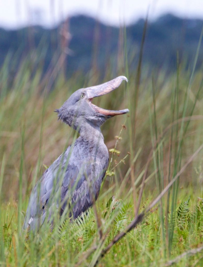 Conserving the Shoebill in Uganda - Judith Mirembe - EDGE of Existence