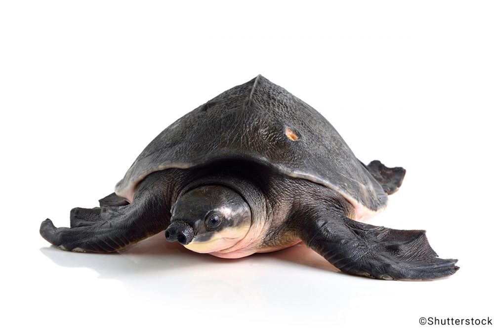 Top 10 Most Amazing EDGE Reptiles - EDGE of Existence