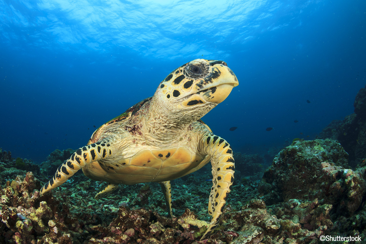 Hawksbill Sea Turtle Endangered Central America Endangered Species