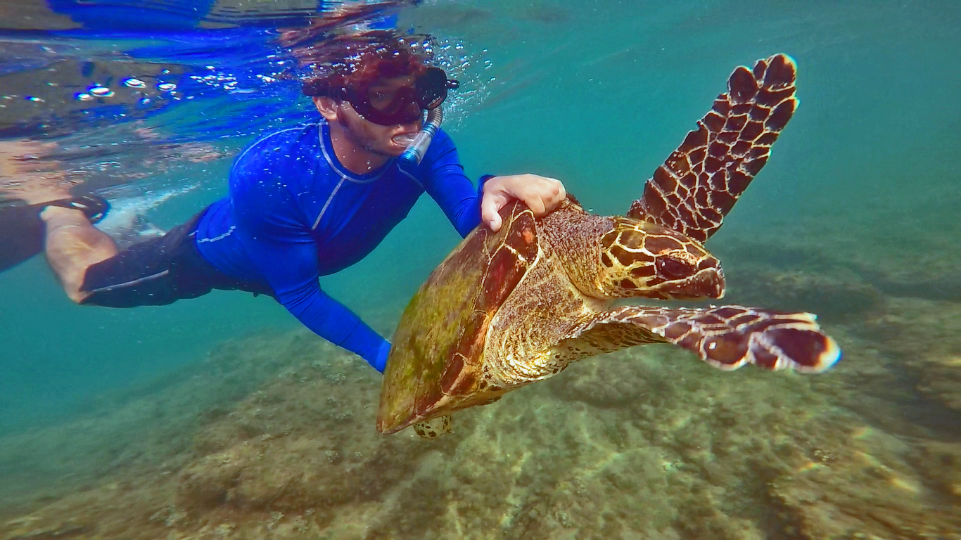 Taggin’ Turtles: Tracking Critically Endangered Hawksbill Sea Turtles ...