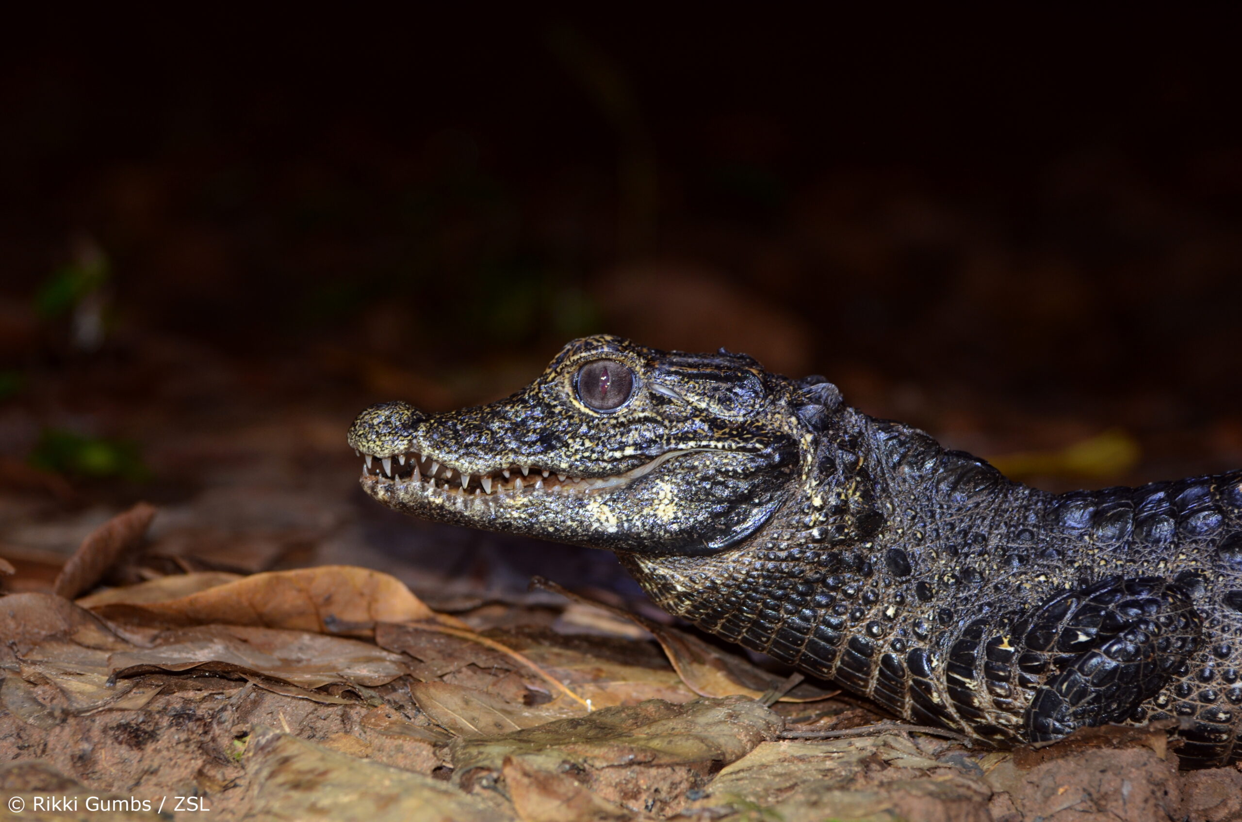 Dwarf Crocodile | Osteolaemus tetraspis