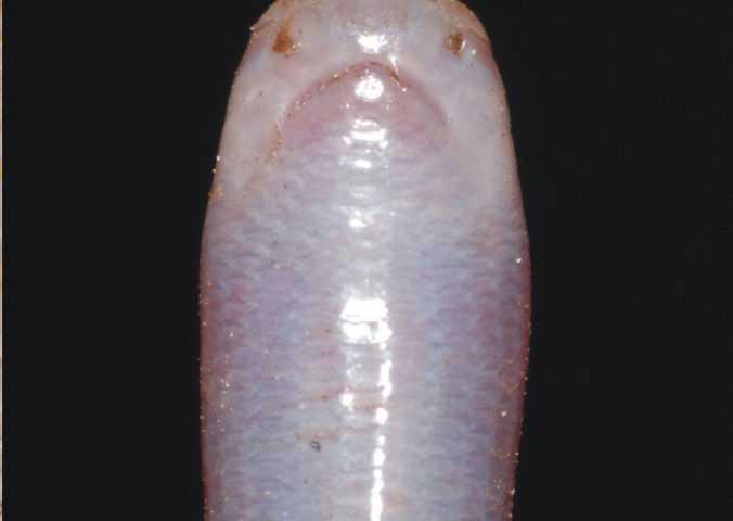 Madagascar blind snake | Xenotyphlops grandidieri