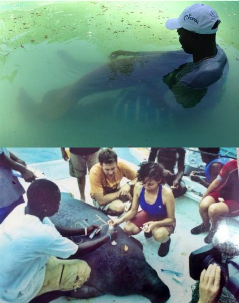 Meet Our New Manatee Fellow – Jamal Galves - EDGE of Existence