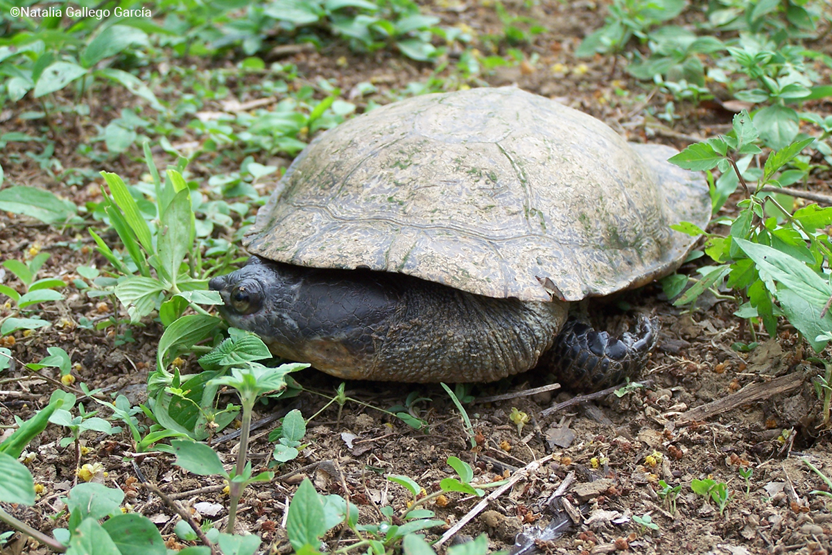 Species - EDGE of Existence