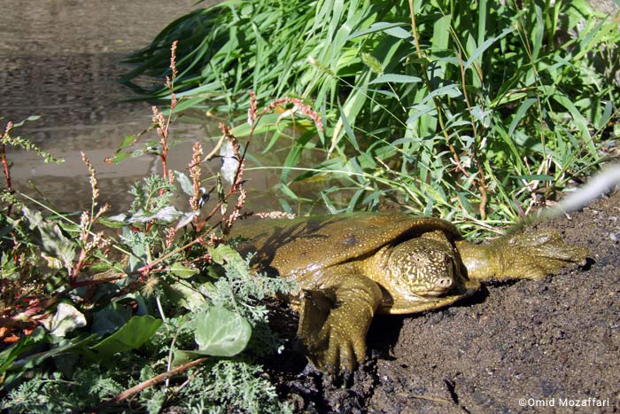 Euphrates Softshell Turtle Rafetus Euphraticus