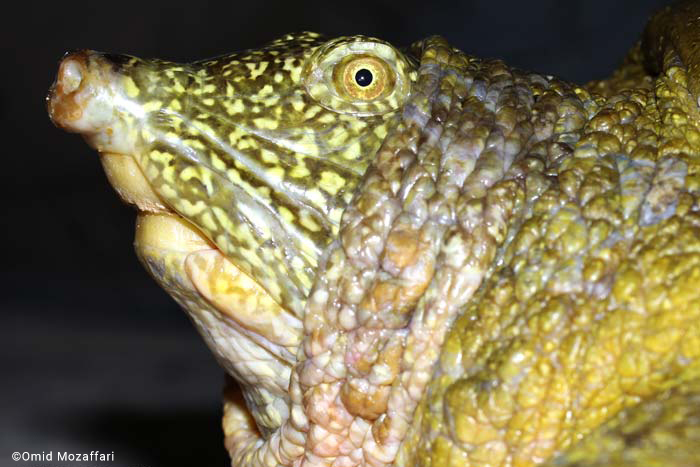 Euphrates Softshell Turtle Rafetus Euphraticus