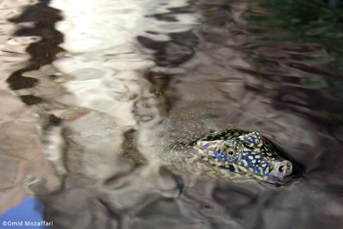 Euphrates Softshell Turtle Rafetus Euphraticus