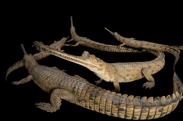 Meet the 10 Species ZSL EDGE of Existence and National Geographic Are ...