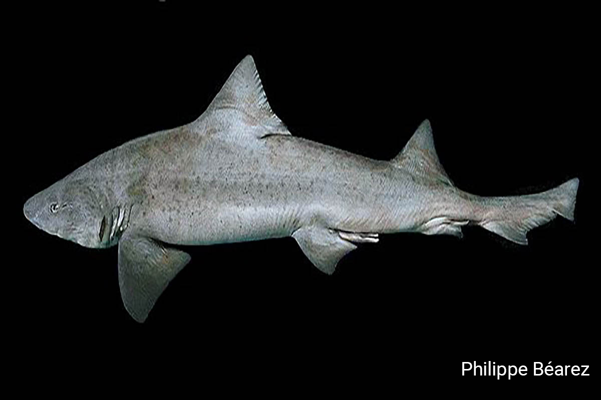 Sharpfin Houndshark | Triakis acutipinna