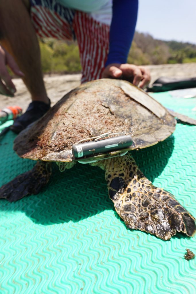Taggin’ Turtles: Tracking Critically Endangered Hawksbill Sea Turtles ...