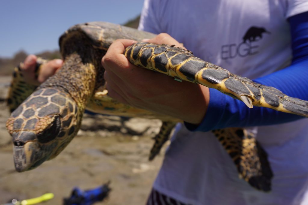 Taggin’ Turtles: Tracking Critically Endangered Hawksbill Sea Turtles ...