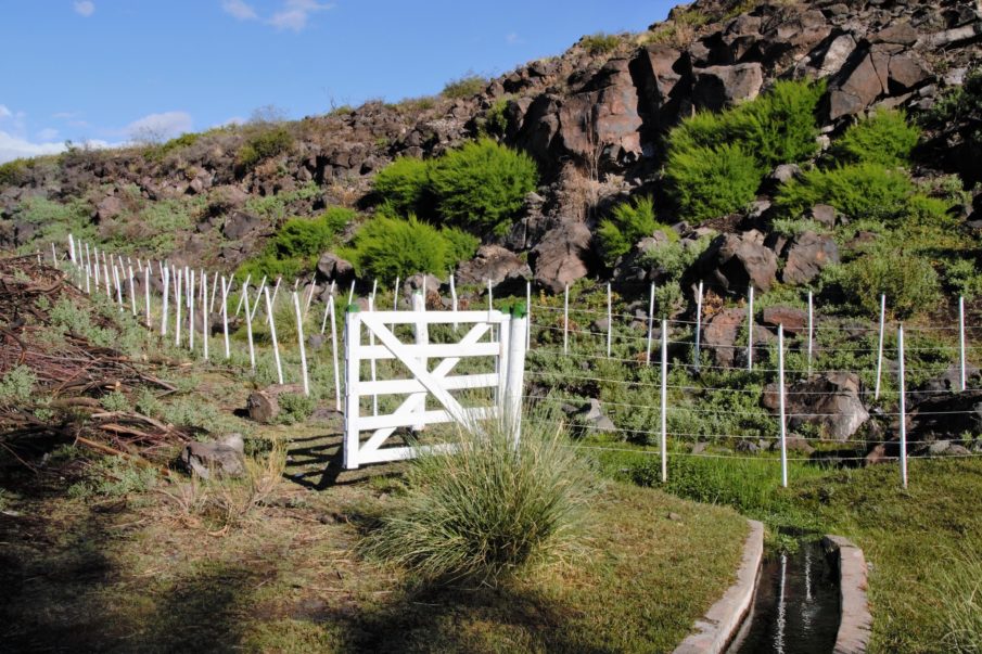 Jumping in the Right Direction - El Rincon Stream Frog - EDGE of Existence