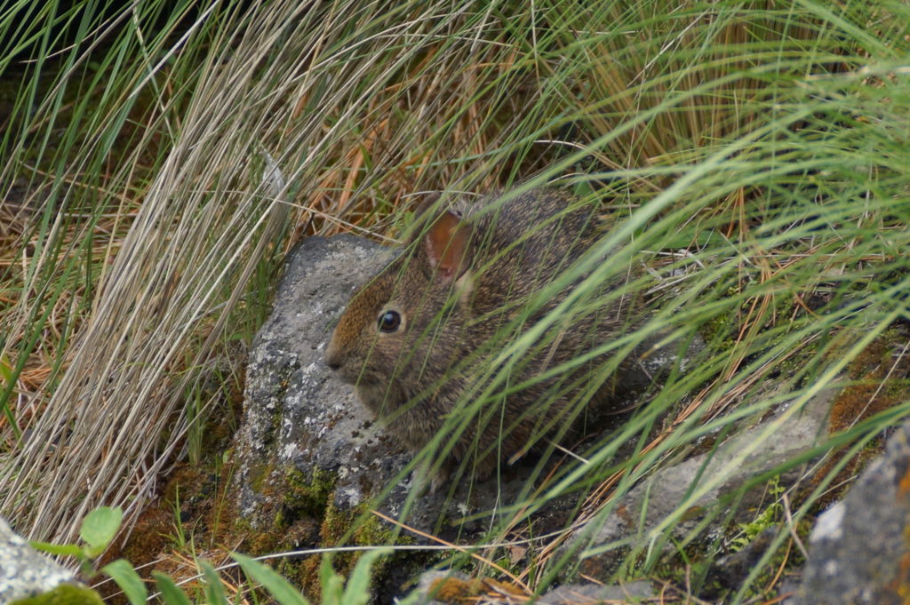 The Power of Community - The Volcano Rabbit - EDGE of Existence