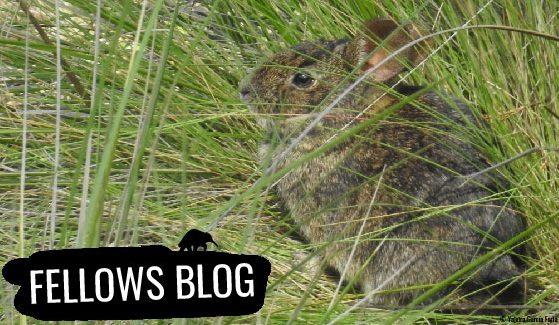 The Power of Community - The Volcano Rabbit - EDGE of Existence