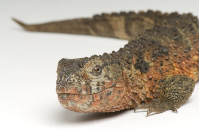 What Threats do Asian EDGE Species Face? - EDGE of Existence