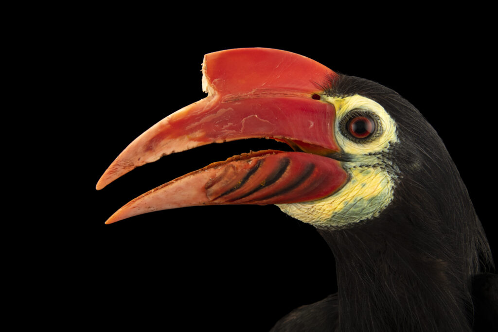 What Threats do Asian EDGE Species Face? - EDGE of Existence