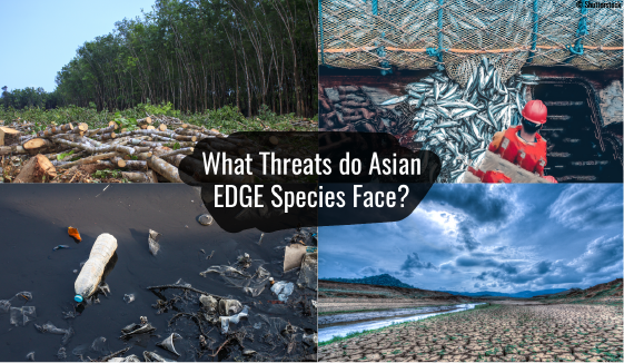 What Threats do Asian EDGE Species Face? - EDGE of Existence