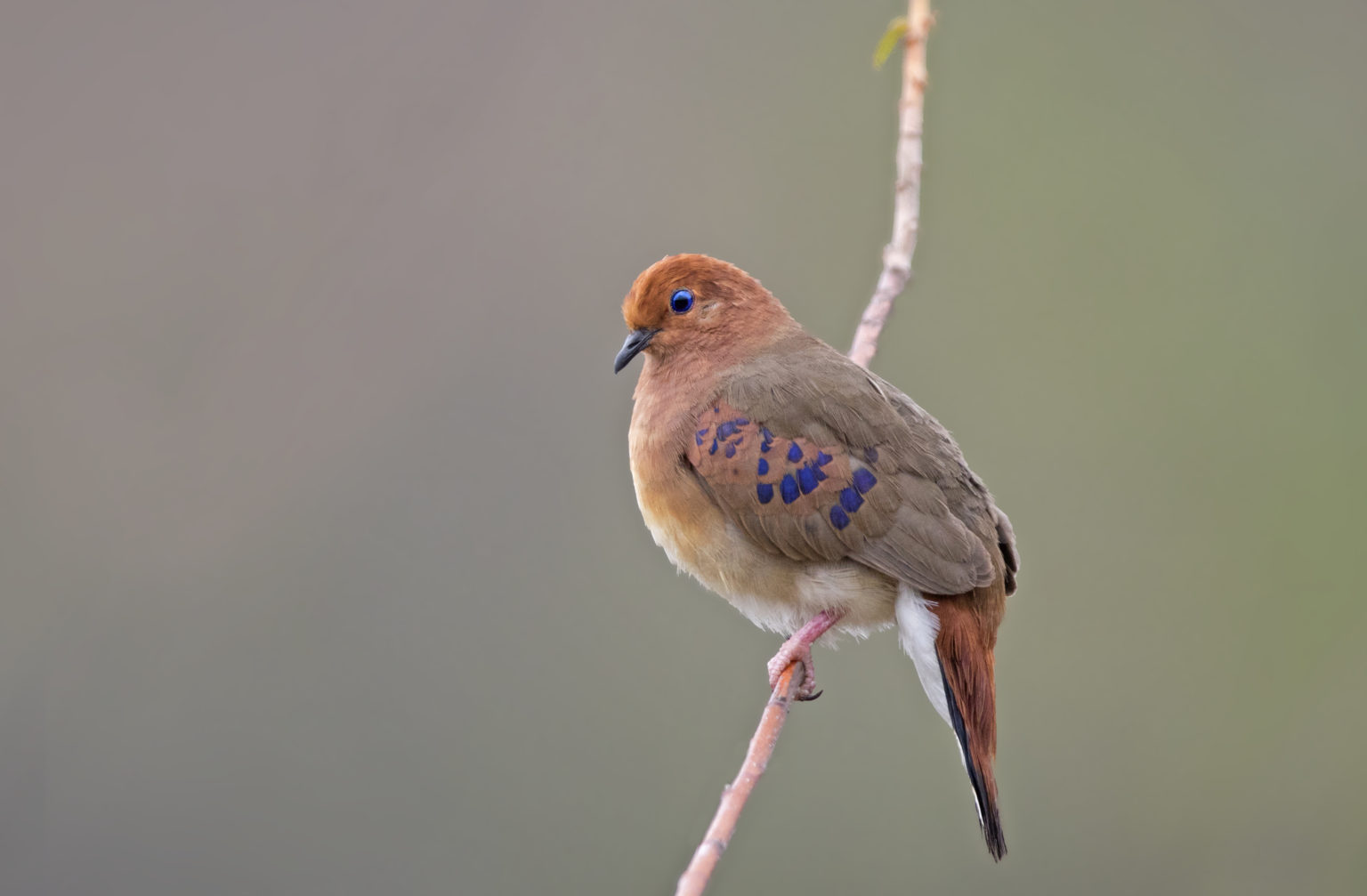 Blue-eyed Ground-dove - the comeback of a species presumed extinct for ...