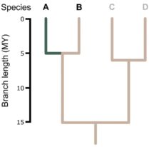 The importance of evolutionary history in conservation - EDGE of Existence