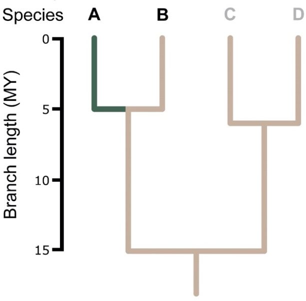 The importance of evolutionary history in conservation - EDGE of Existence