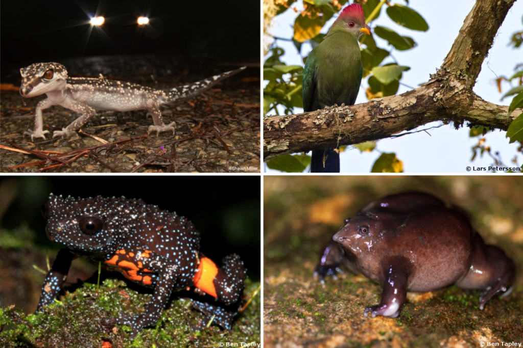 Between a rock and a hot place: unique and rare species face increasing ...