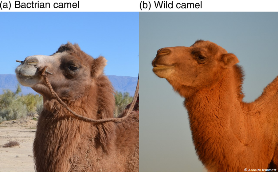 Born to be wild - EDGE of Existence