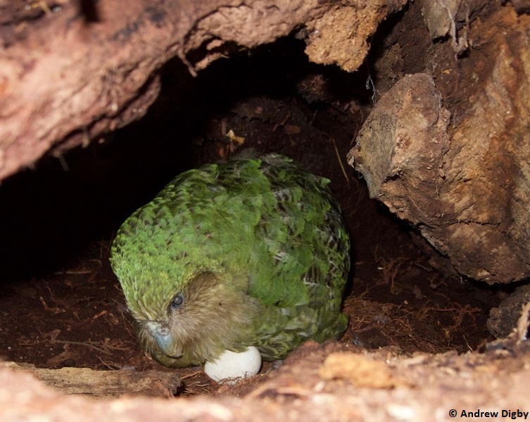 Kakapos: The flightless bird whose numbers are soaring - EDGE of Existence