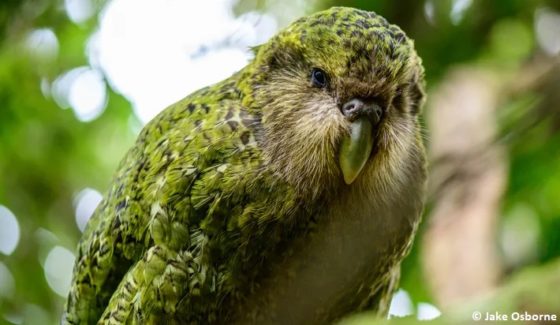 Kakapos: The flightless bird whose numbers are soaring - EDGE of Existence