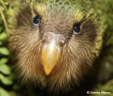 Kakapos: The flightless bird whose numbers are soaring - EDGE of Existence