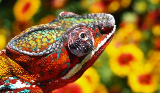 EDGE of Existence :: Evolutionarily Distinct & Globally Endangered