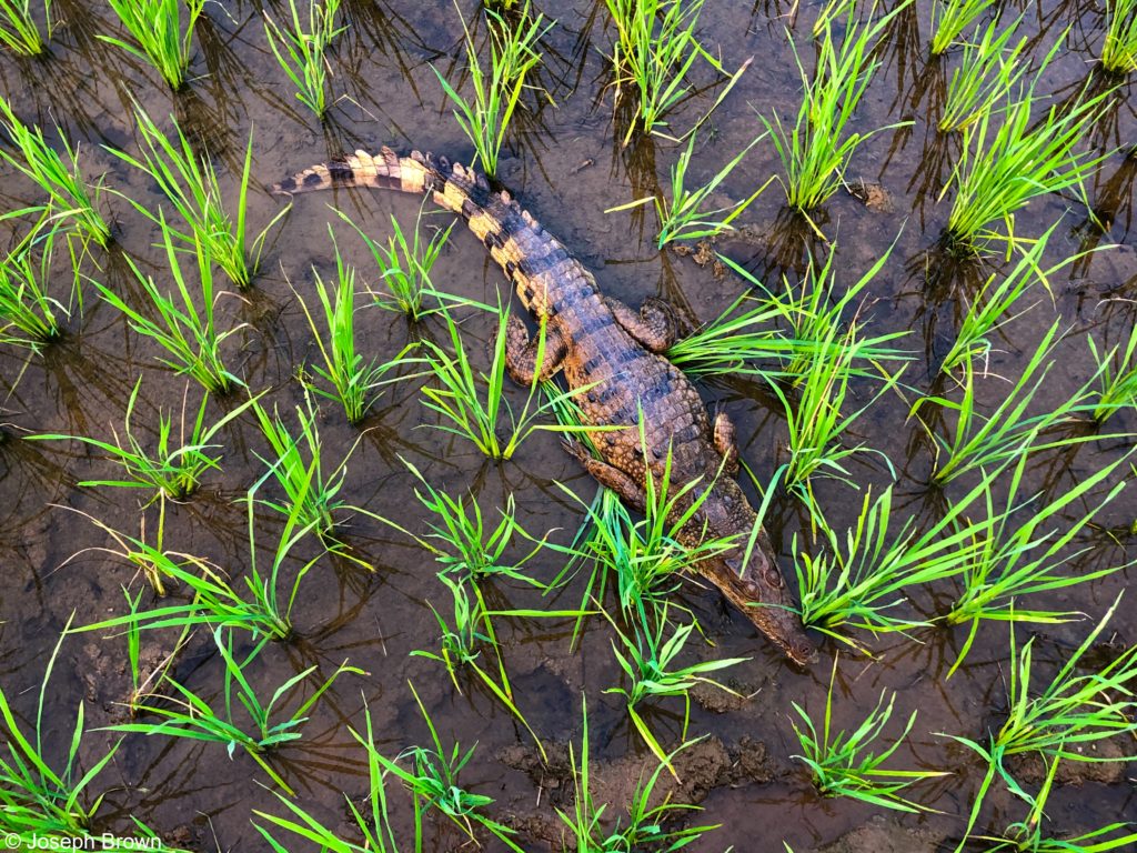 Crying crocodile tears: the disappearing diversity of crocodilians and ...