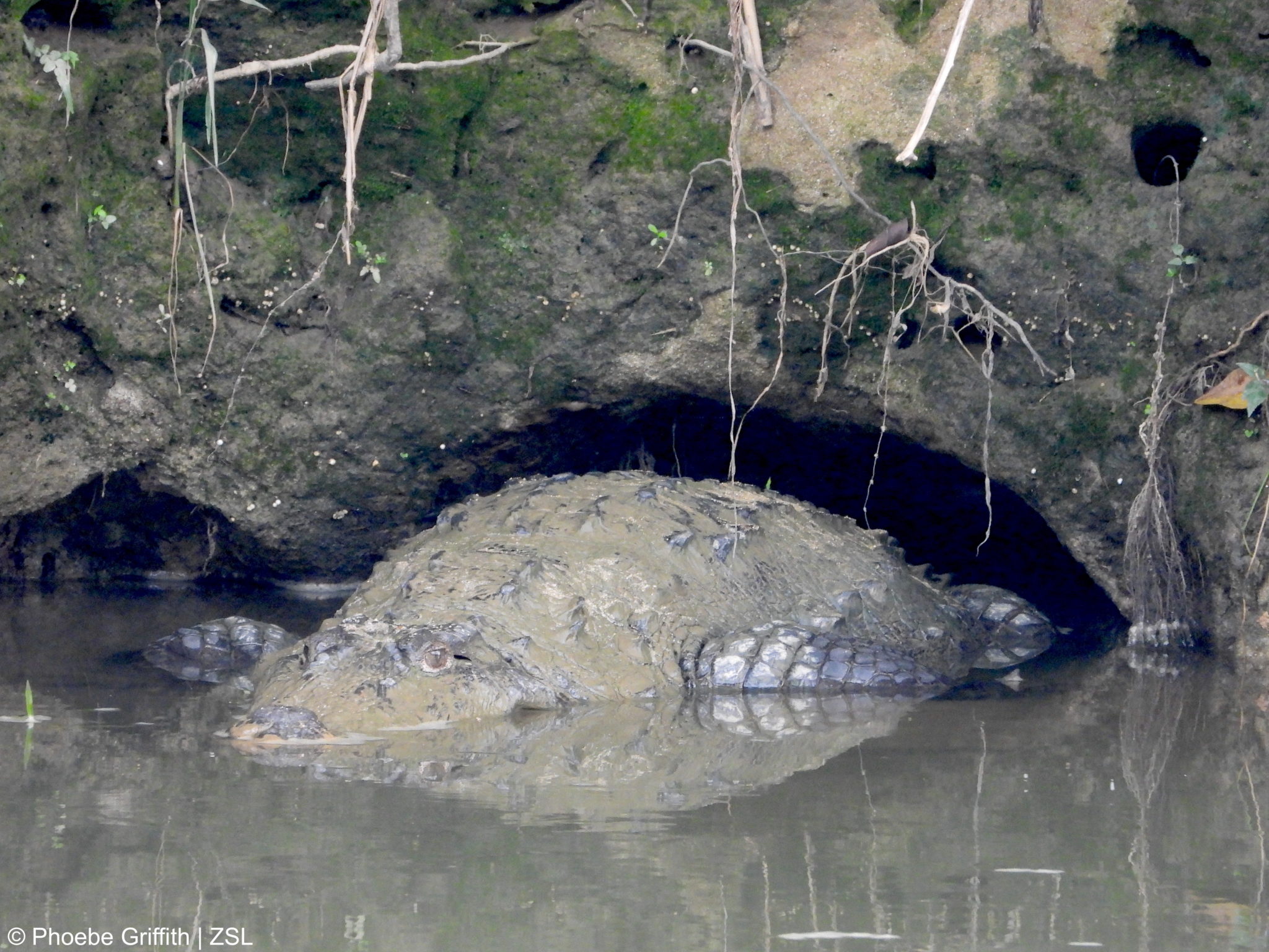 Crying crocodile tears: the disappearing diversity of crocodilians and ...