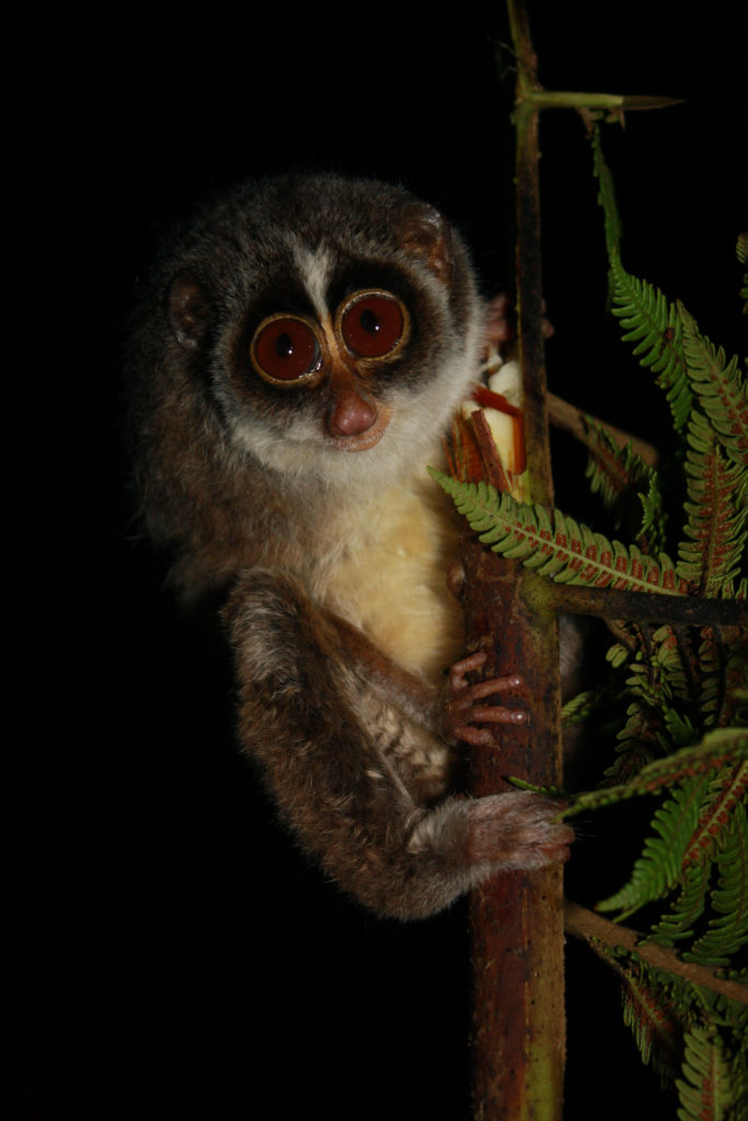 Fifteen Footsteps Forward - EDGE of Existence