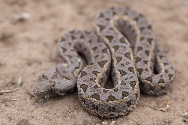 EDGE Viper Research in Kenya - EDGE of Existence