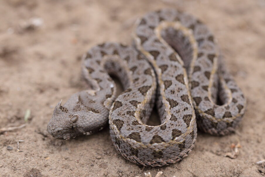 EDGE Viper Research in Kenya - EDGE of Existence